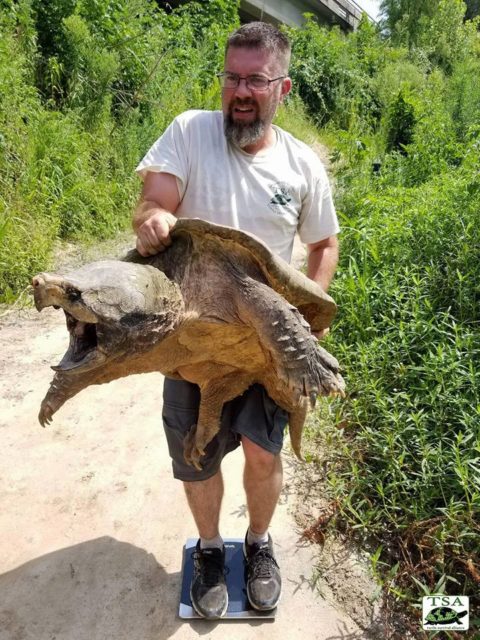 Tales from Oklahoma #3: The Alligator Snapping Turtle of Jenks | The ...
